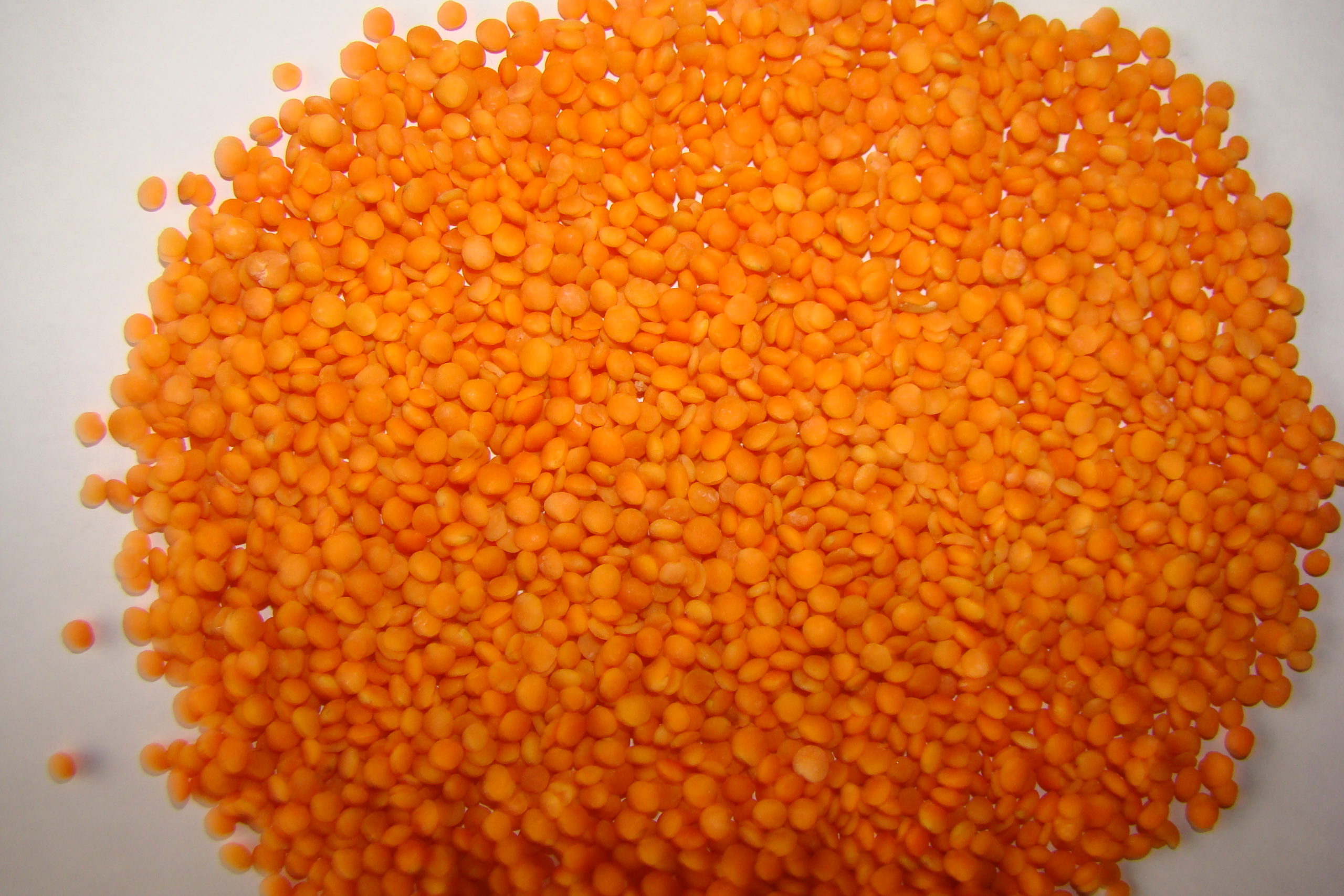 Lentils red polished whole high quality 25 kg wholesale from ...